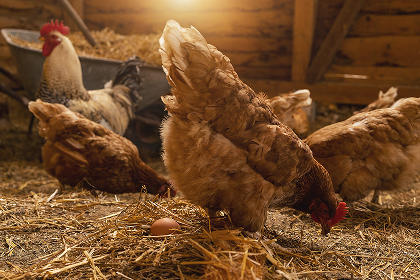 Agricultural Products : Poultry Hygiene - Lodi UK