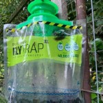 Everything You Need To Know About Flies - Lodi UK