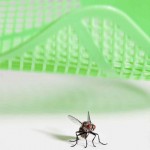 Everything You Need To Know About Flies - Lodi UK