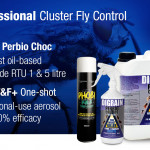Treating Cluster Flies in the Home - Lodi UK