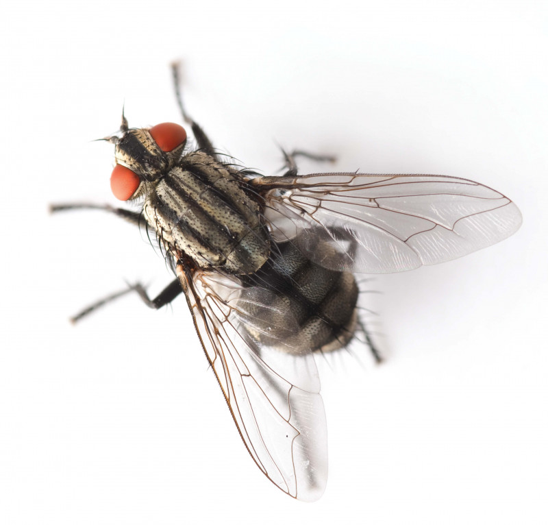 Treating Cluster Flies in the Home - Lodi UK