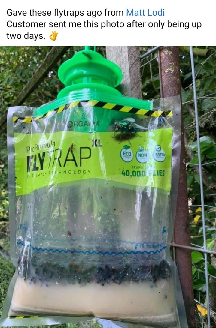 Everything You Need To Know About Flies - Lodi UK