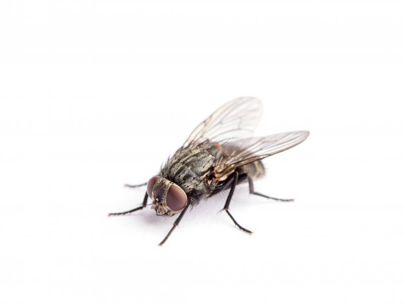Protect your Pigs from Flies with Maggots Larvicide - Lodi UK