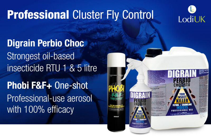 Treating Cluster Flies in the Home - Lodi UK