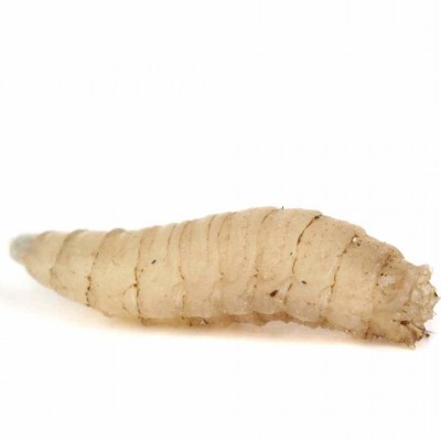 Everything You Need To Know About Flies - Lodi UK