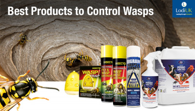 The First Wasp Of 2021! - Lodi UK