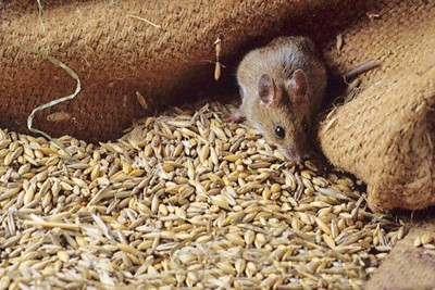 Managing Grain Store Pests with Mark Ward, Command Pest Control - Lodi UK