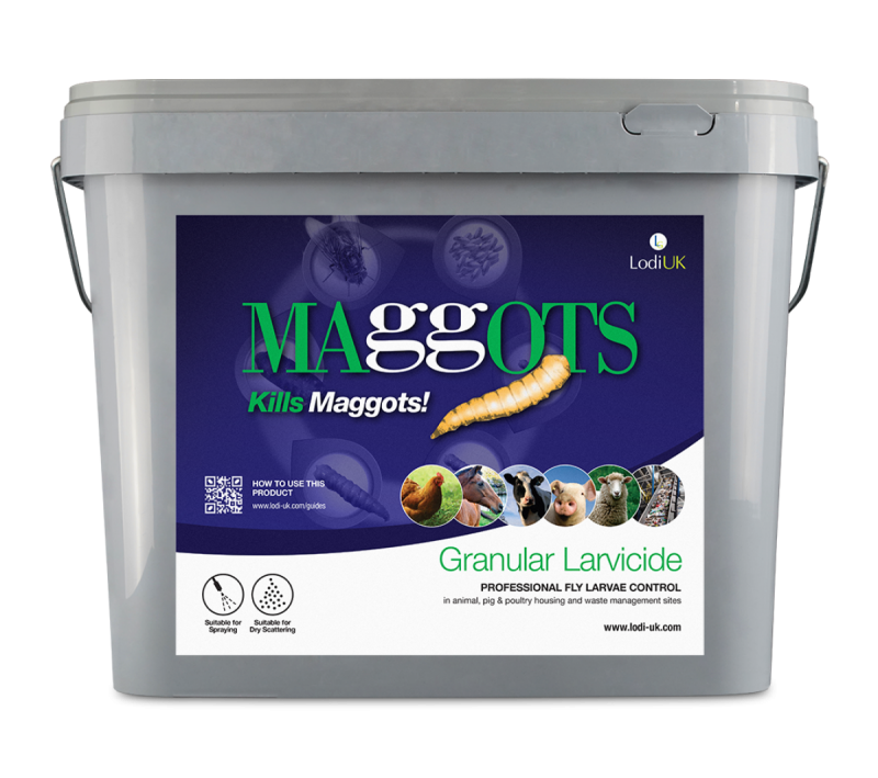 Maggots 10kg - Lodi UK