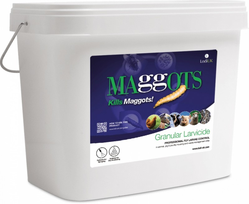 Maggots 10kg - Lodi UK